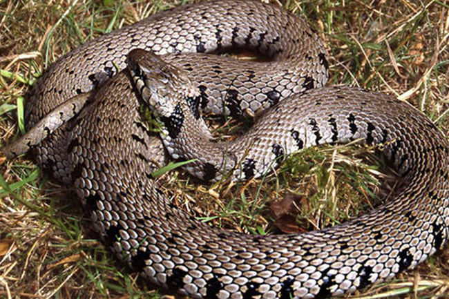 Habitat and Wildlife - Poudre River Trail Corridor